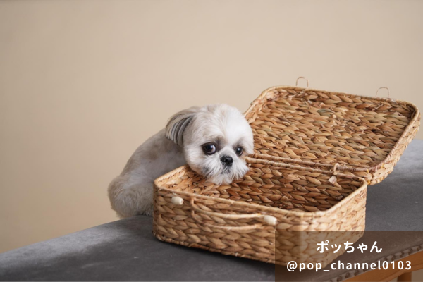 ペットの一時預かりサービスとは？利用方法や料金、選び方を解説！｜MOFFME