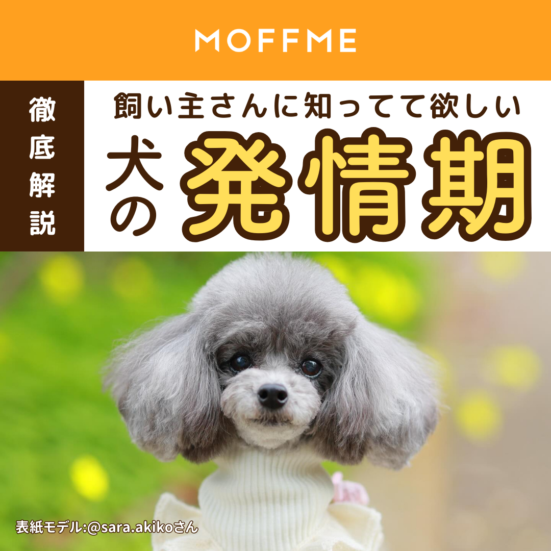 犬の勃起や赤チンの対処法とは？発情期についても詳しく解説！｜MOFFME