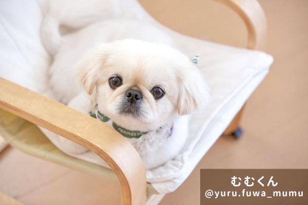 叩かれて育った犬はどうなる？叩くしつけがNGな4つの理由を徹底解説｜MOFFME