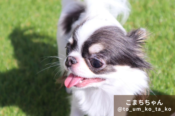 犬が死ぬ前は口臭がきつくなる！愛犬が亡くなる前の特徴・行動とは｜MOFFME