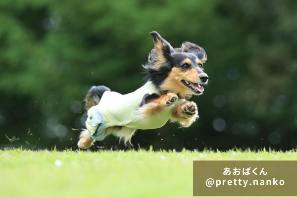 犬のふらつきがすぐ治る場合の原因は？考えられる病気を徹底解説！｜MOFFME