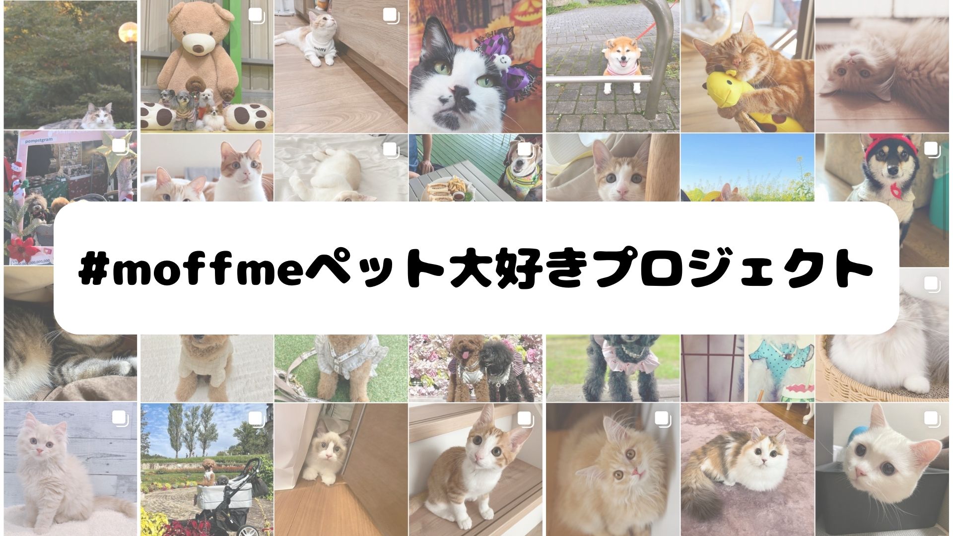 #ペット大好きプロジェクト のフォトコンテストの結果を発表します！｜MOFFME
