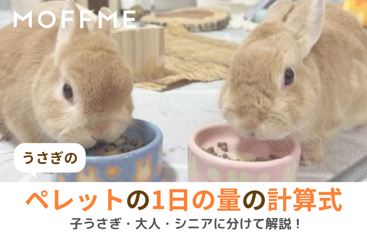 うさぎのペレットの量はどれくらい？子うさぎ・大人・シニアに分けて解説！｜MOFFME