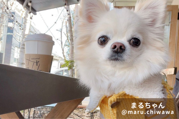 北海道（札幌）で犬と触れ合えるドッグカフェ3選！札幌は柴犬が多め｜MOFFME