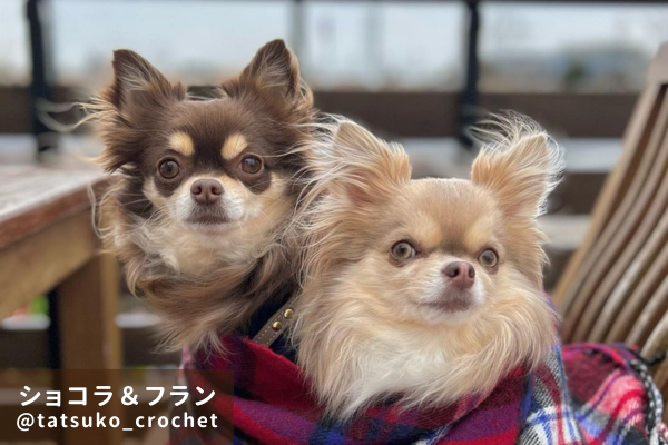 新潟で犬と触れ合えるドッグカフェ26選！おすすめ・人気のドッグカフェは？｜MOFFME