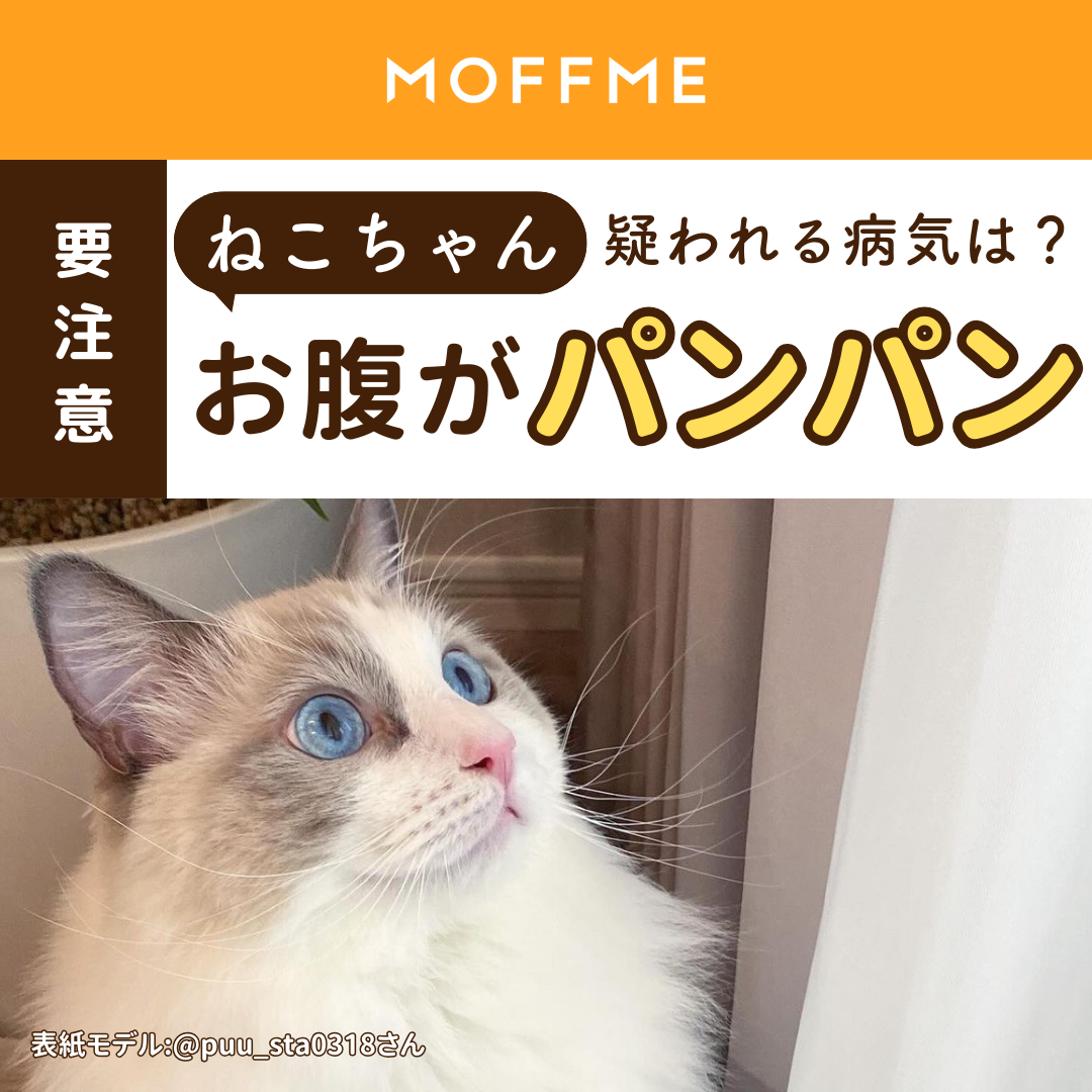 猫のお腹がパンパンにかたい！そんな場合に疑われる病気の症状は？｜MOFFME