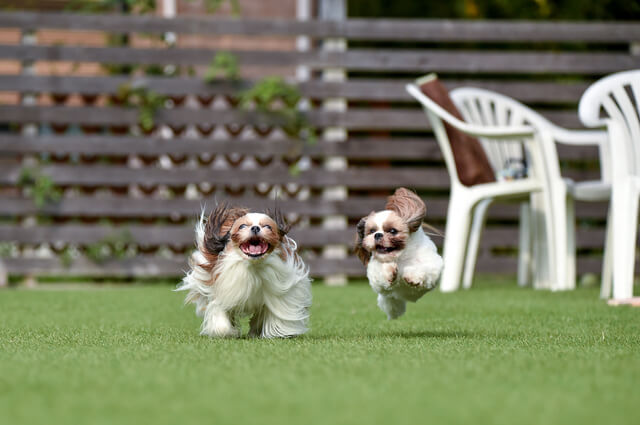 横浜で犬と触れ合えるドッグカフェ20選！おすすめ・人気なお店とは？｜MOFFME